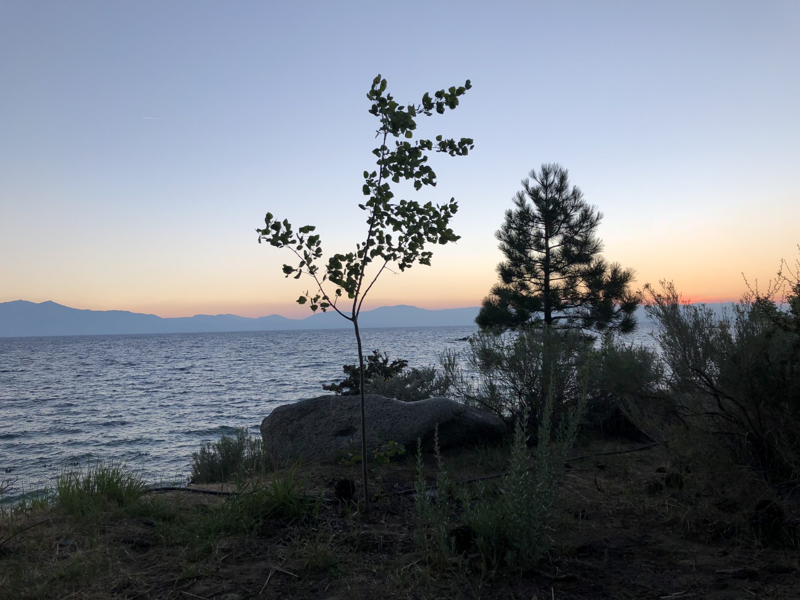 The Night Lake: on sale January 5, 2020 – Liz Tichenor